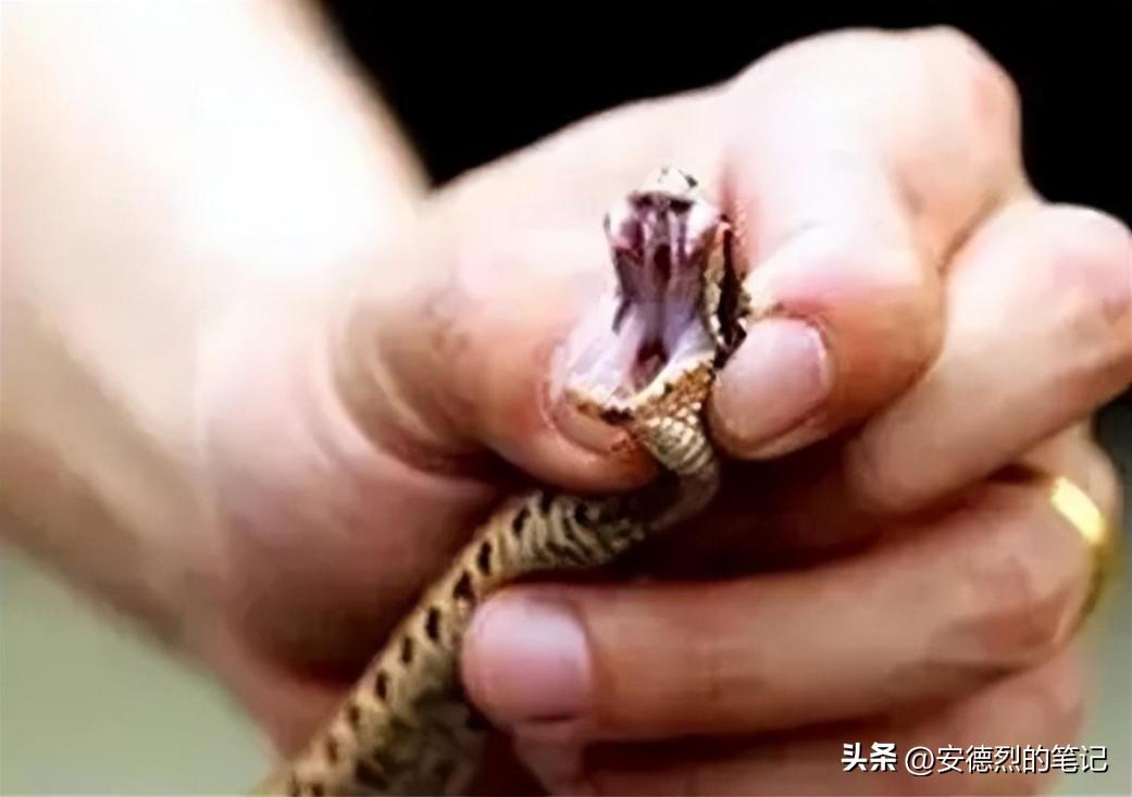 In 1986, he killed 73 poisonous snakes, but was bitten by 9 and died 5 ...