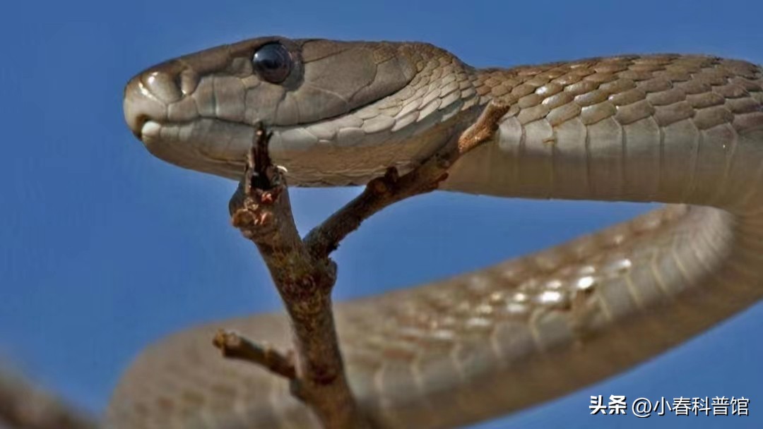 The black mamba singles out the king cobra, and the two venomous snakes ...