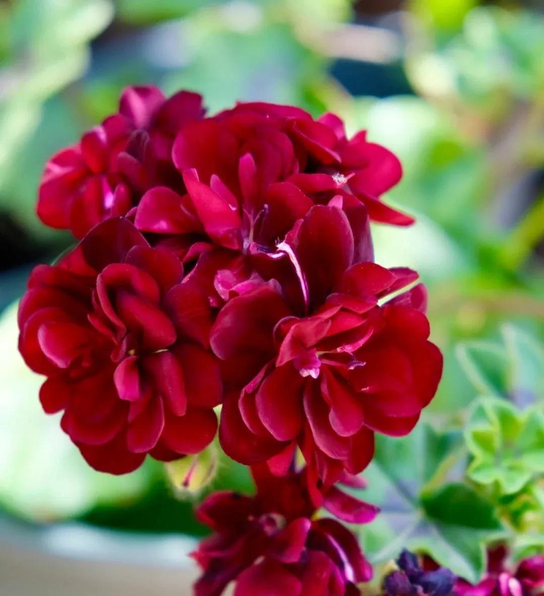 Common "red like fire" flowers, prosperous and red in China - iNEWS