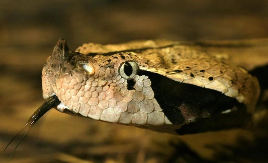 Nature's Encyclopedia: The longest fangs in nature - iNEWS