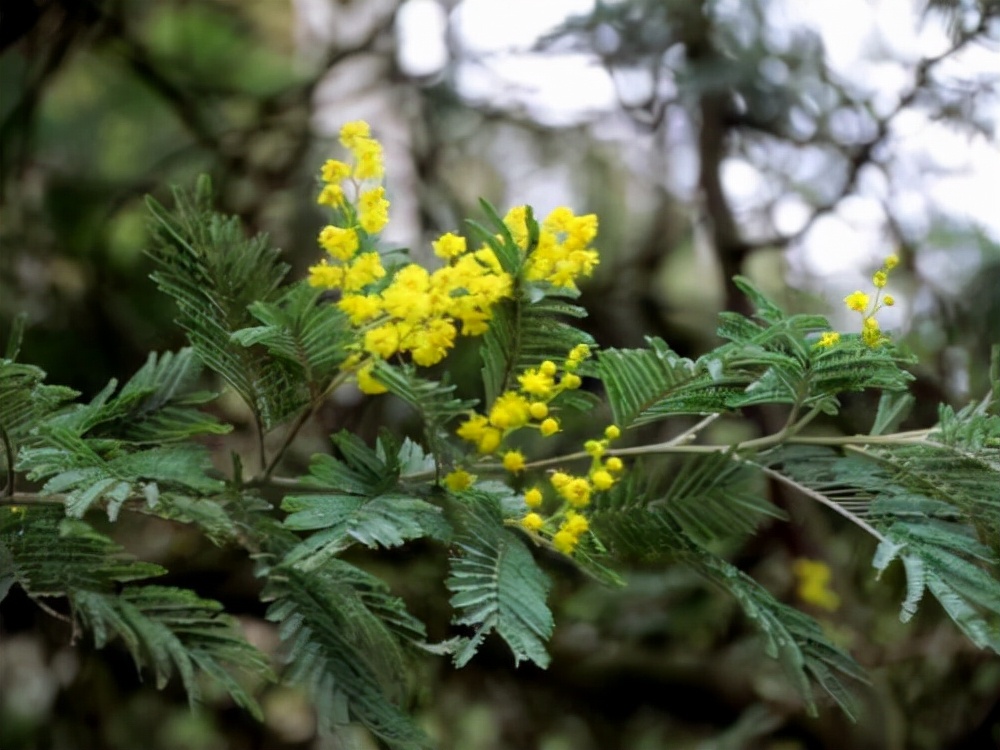 Acacia, an iconic landscape tree species on the African continent - iNEWS
