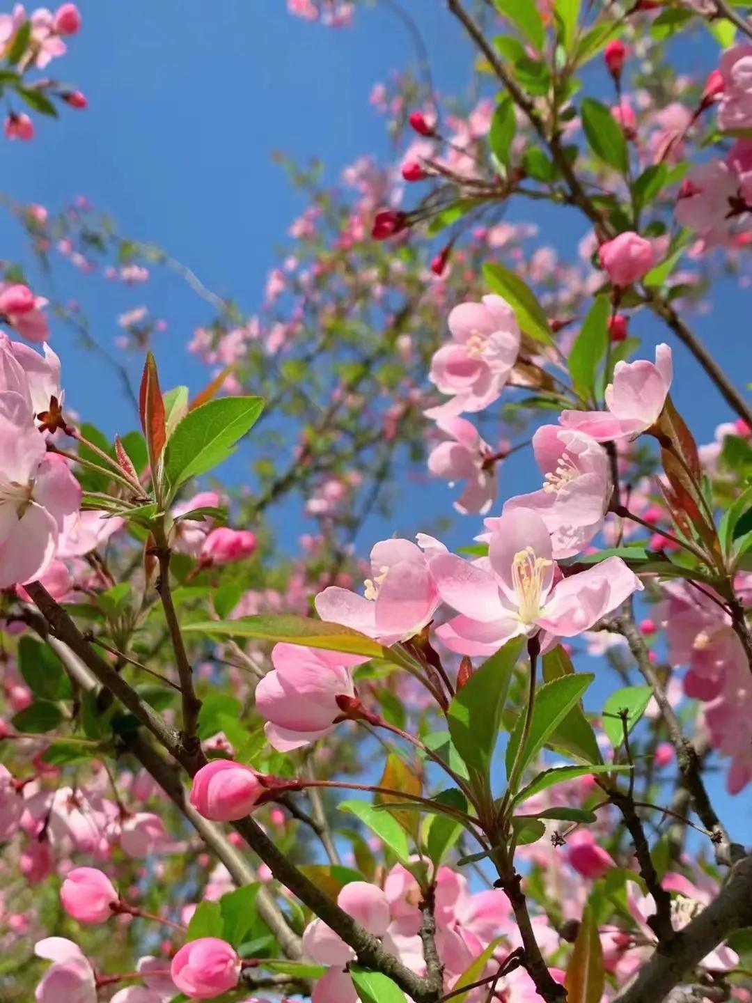 Zhang Wanrun's unblooming hero flower - iMedia