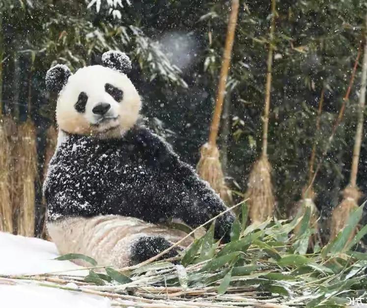 The giant panda Aibao who was slapped in the face by Zhang Sanjin - iMedia
