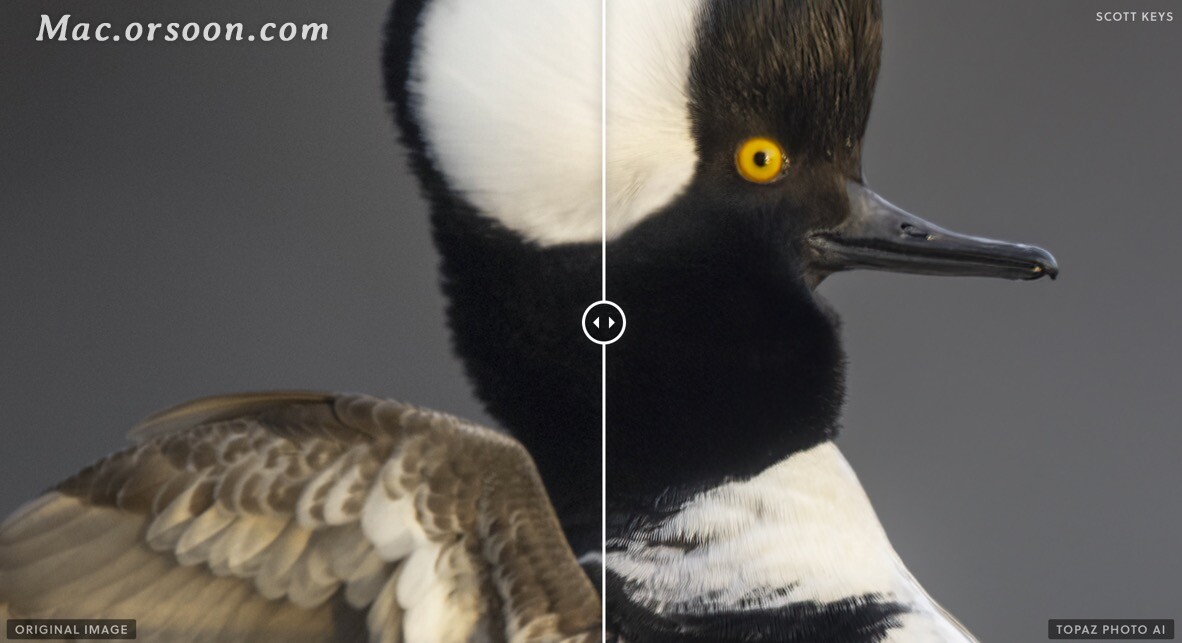 Artificial intelligence image noise reduction software: Topaz Photo AI ...