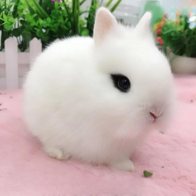 Birth month of the Rabbit - iNEWS