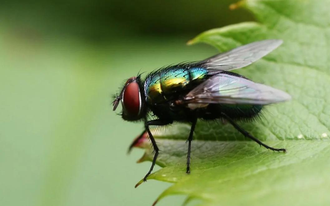 Why do flies love garbage dumps? The trash heap is their paradise! - iNEWS