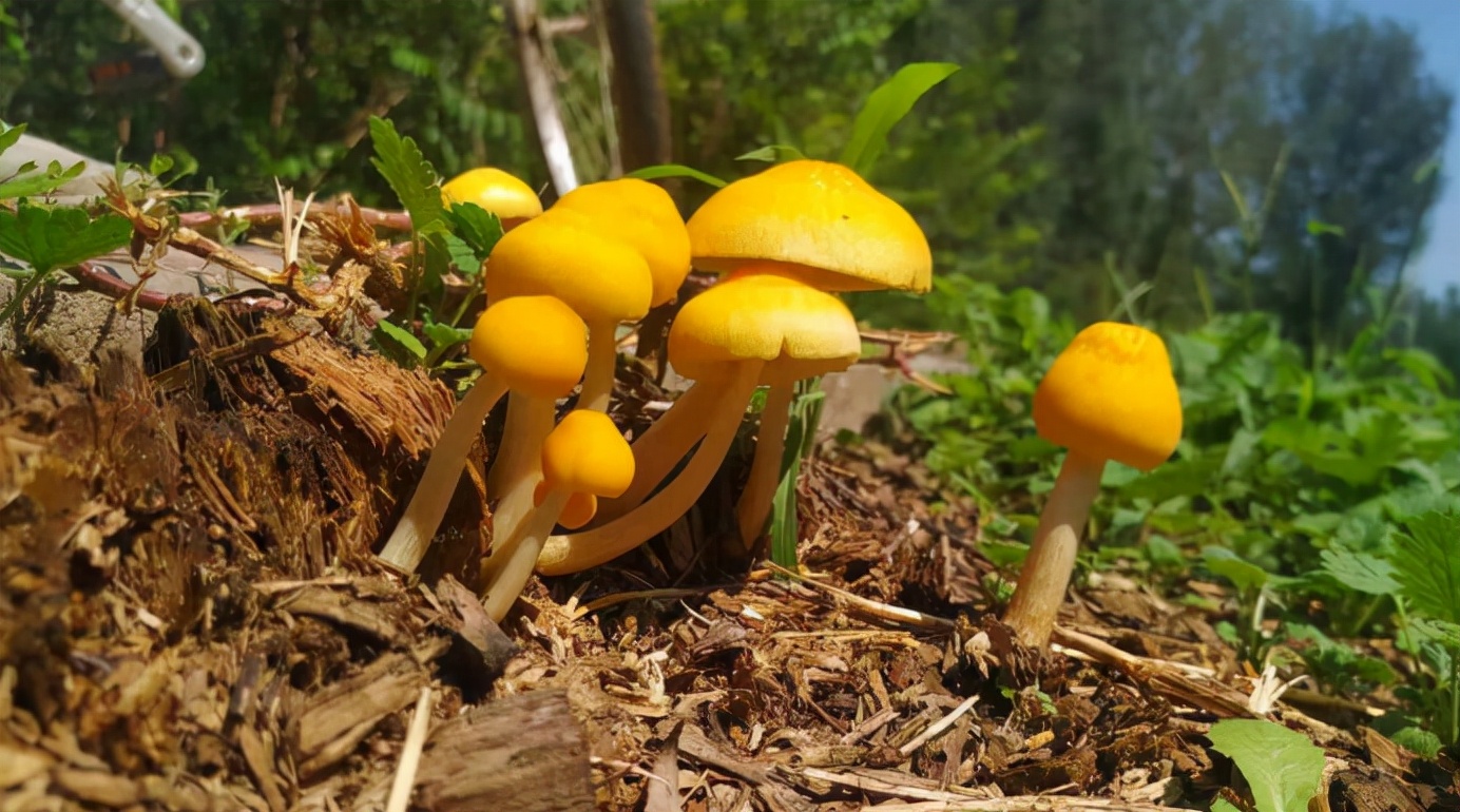 Evolutionary coincidence?Why do human "Ding Ding" look like mushrooms ...