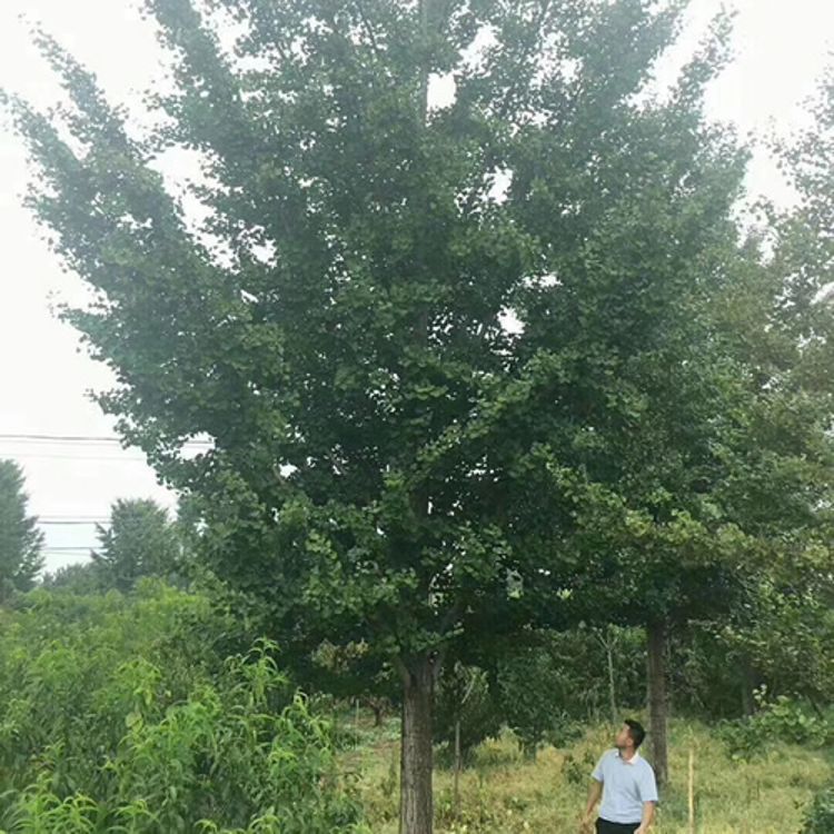Cultivation Techniques of Ginkgo Trees and Measures of Prevention and ...