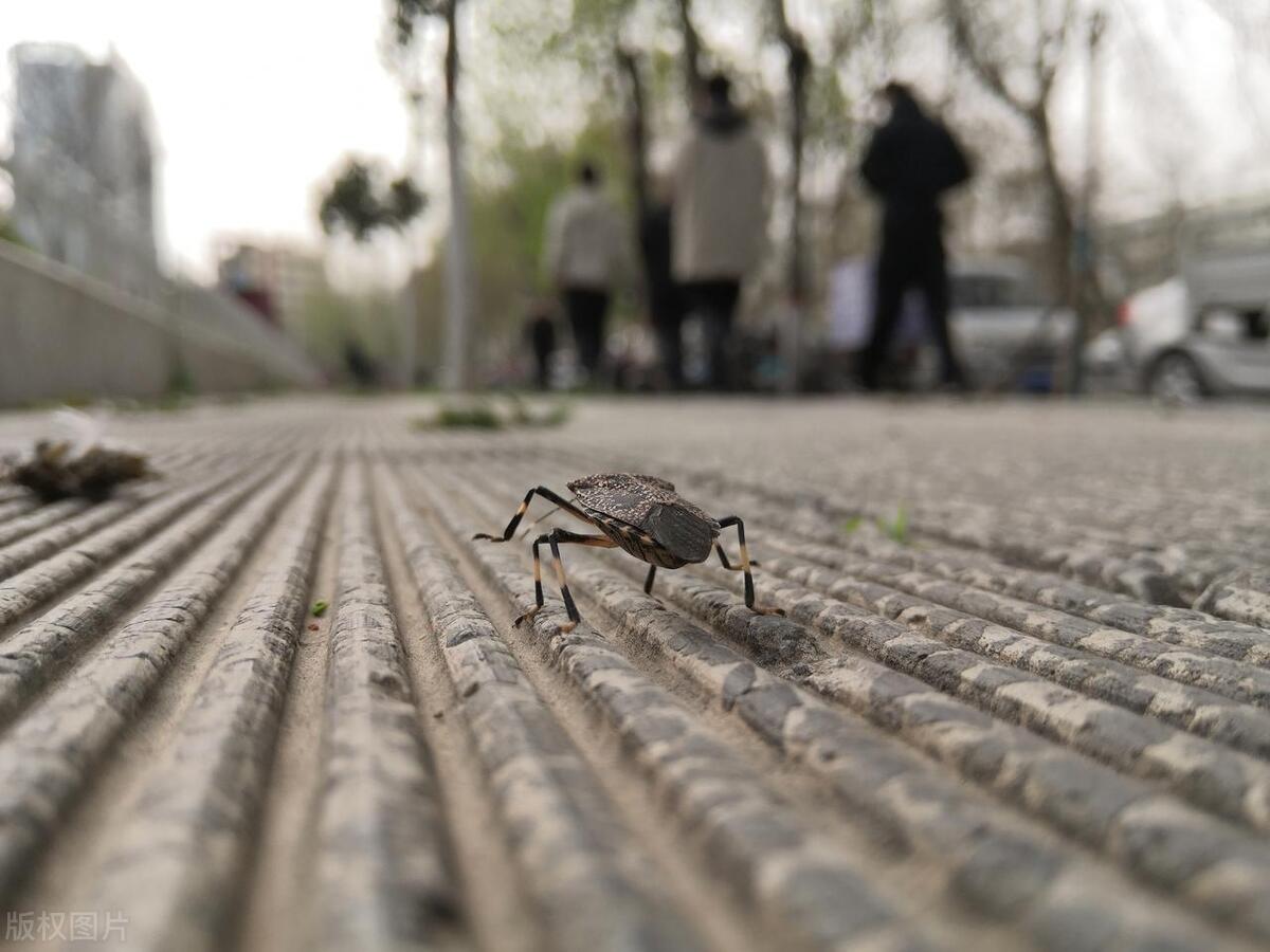 Get to know stinkbugs: black, hard-shelled, flying, buzzing, like a big ...