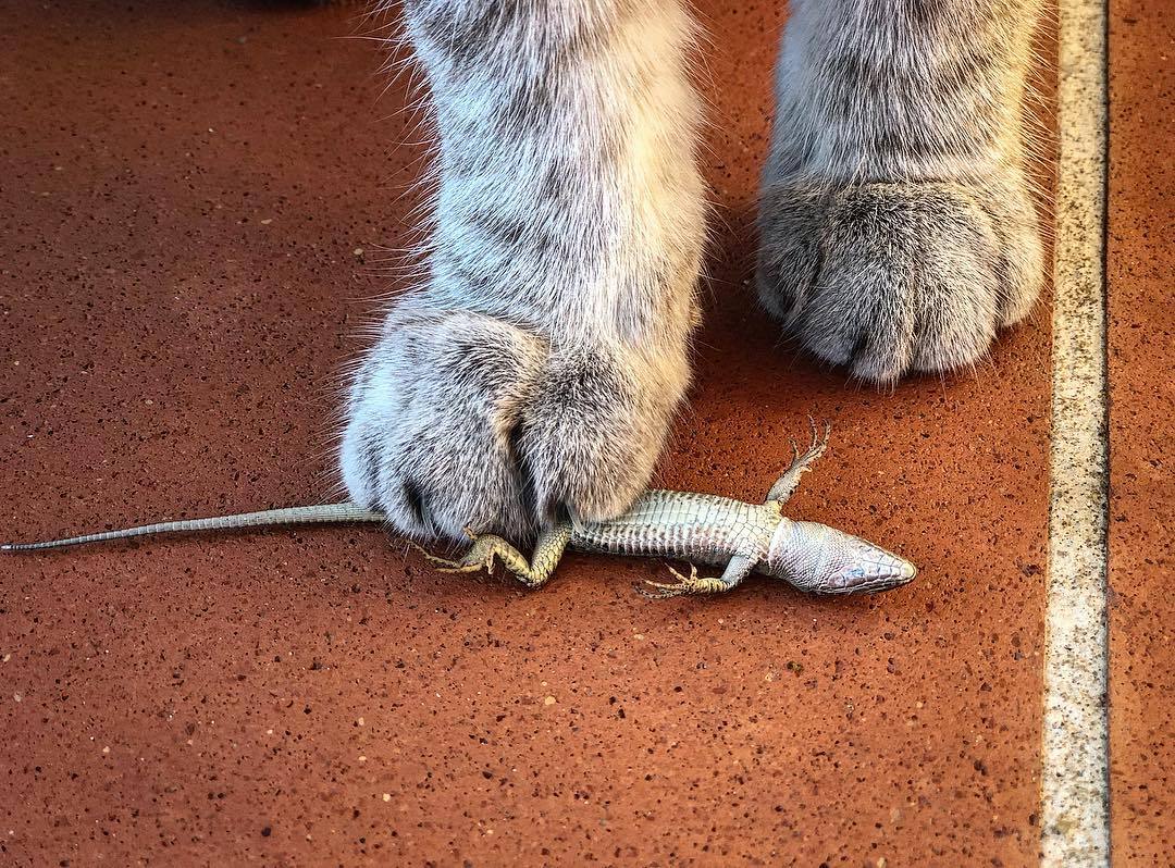 Why do cats like to catch weird "bugs"? There are 5 reasons - iMedia