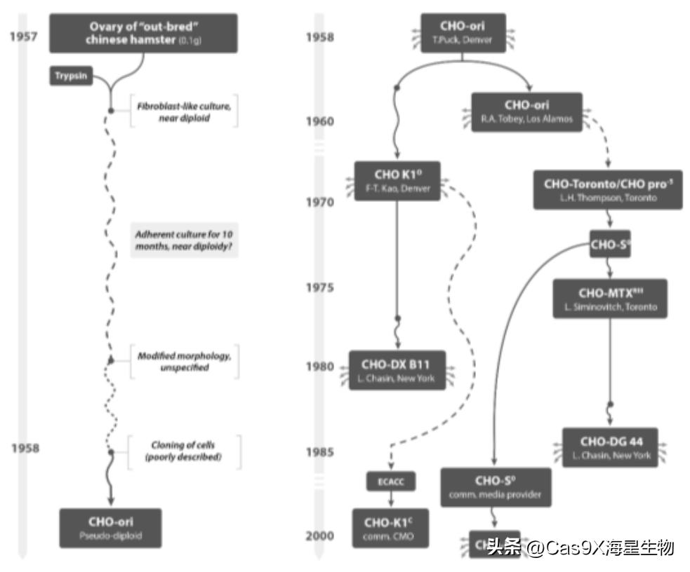 Construction method of CHO high expression cell line - iNEWS