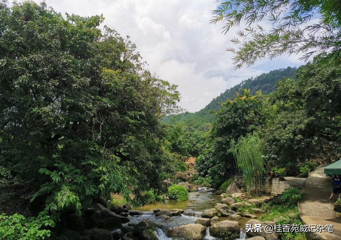 The Guiping Legend of Guangxi Humanities 13: He laid the foundation of ...