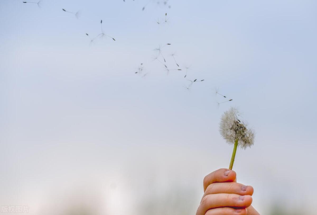 Amazing seed travel: How plant seeds travel far - iNEWS