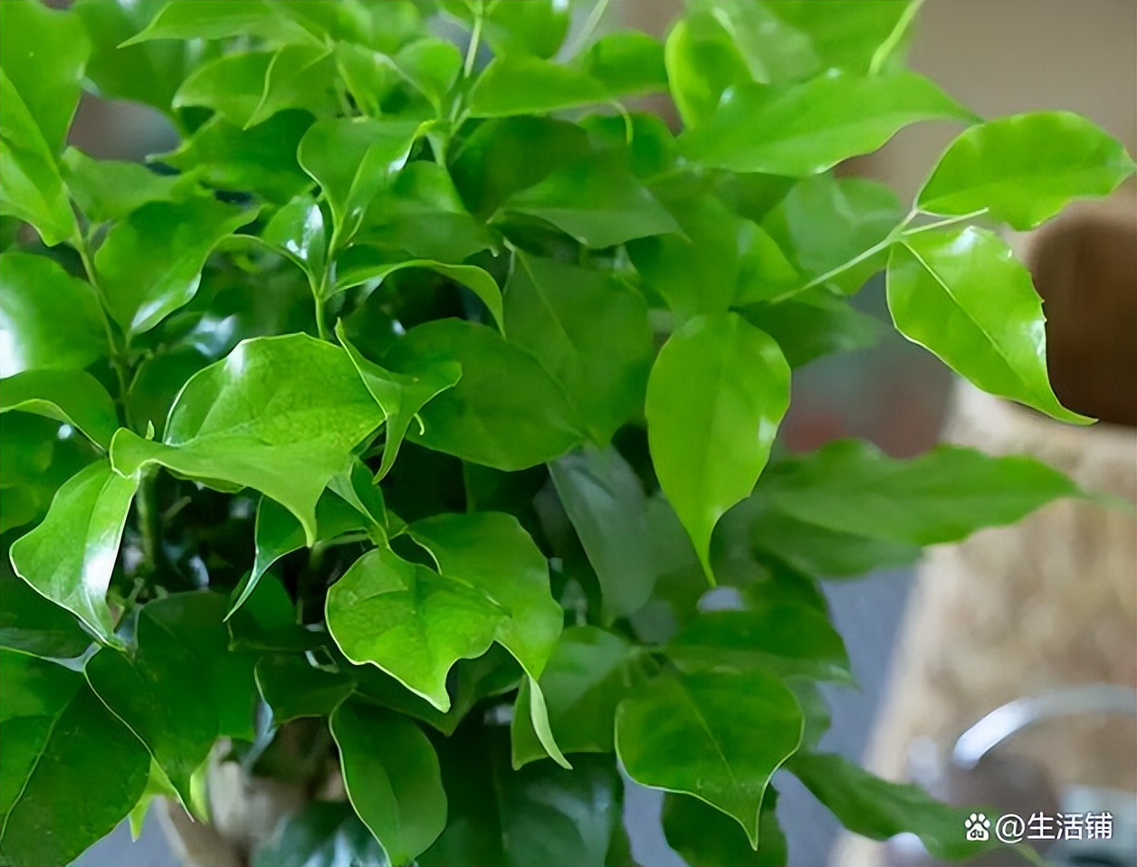 Breeding methods and precautions of happiness tree, do 4 things well ...