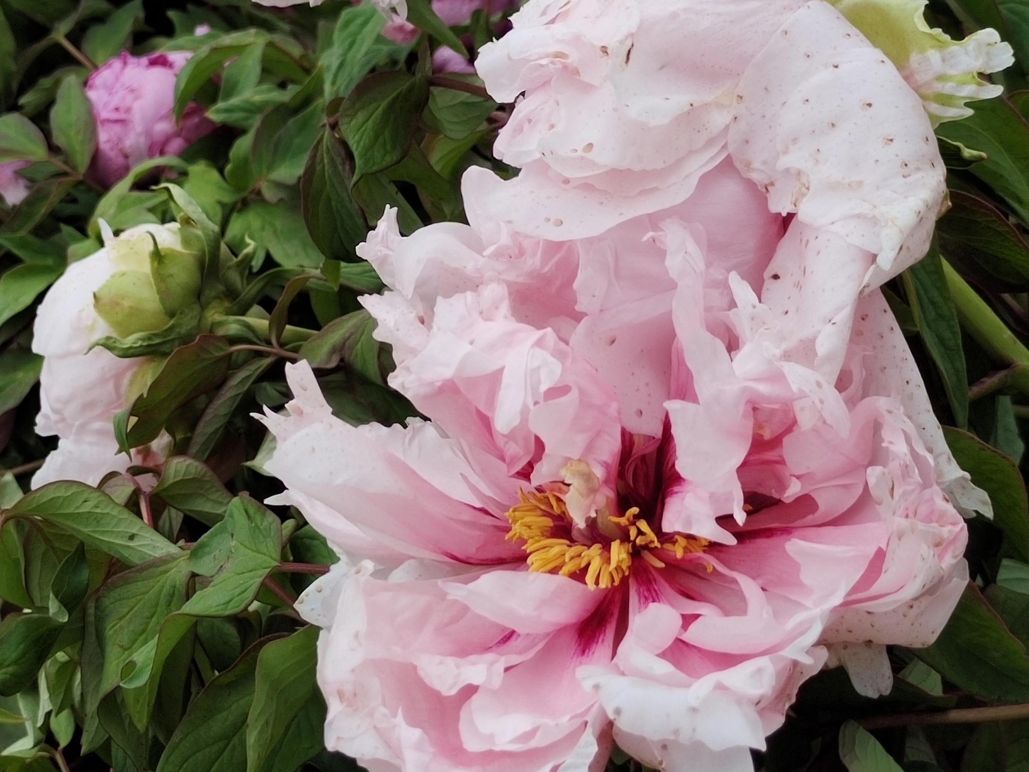 Flowers Bloom Wealthy (Photography by Yao Sanshi) - iNEWS