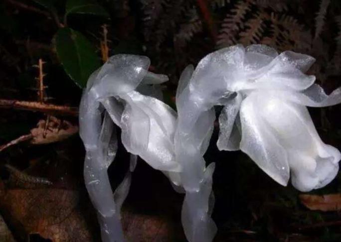 Hundreds of "flowers of the underworld" appeared in Hunan. What does it ...