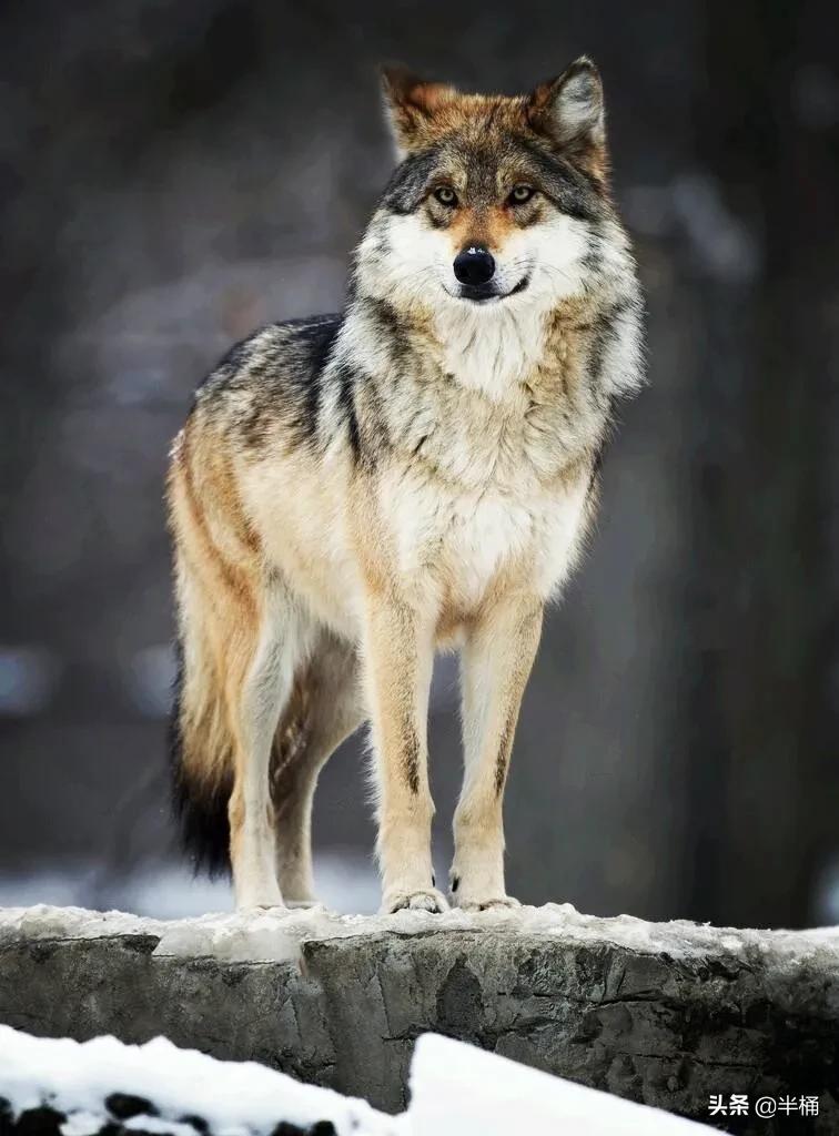 What are the natural enemies of wolves?Can adults beat wolves with ...
