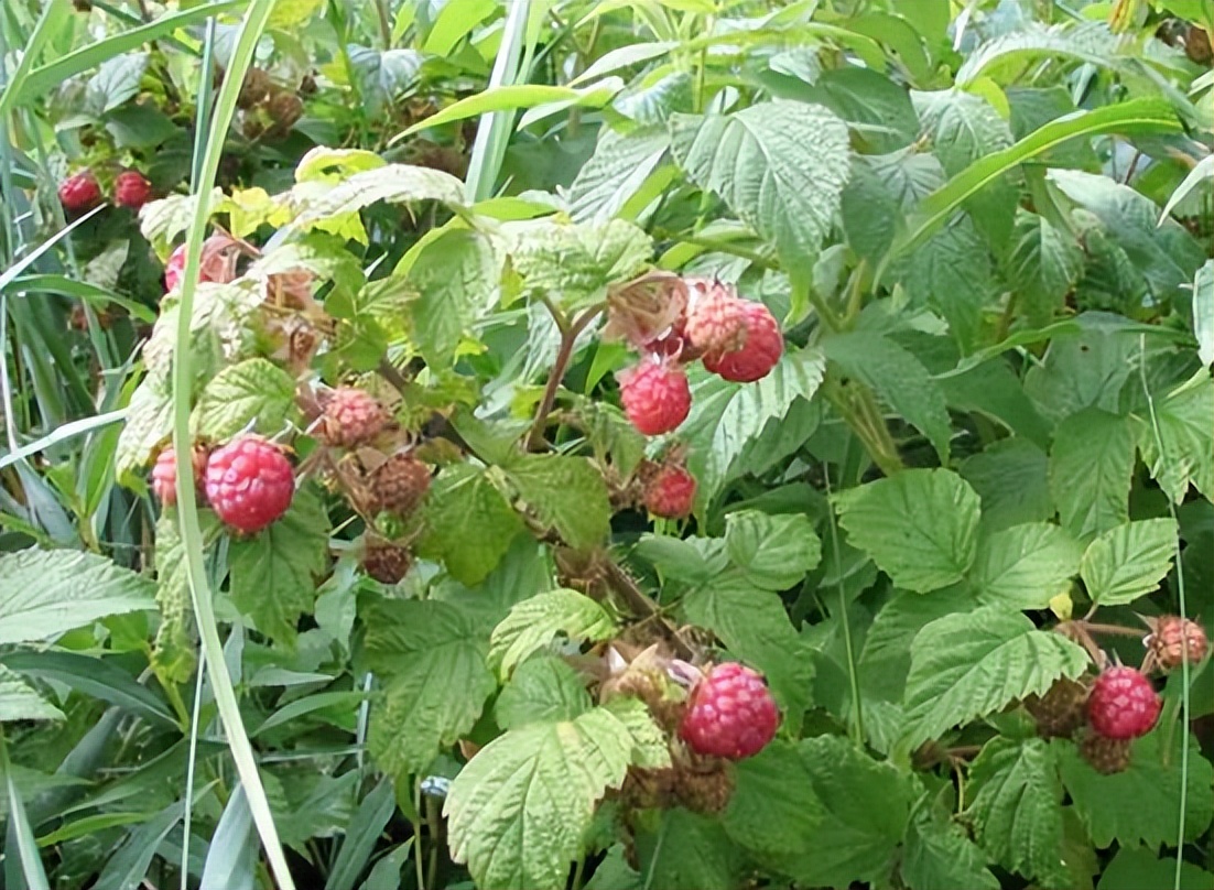 It turns out that it is raspberry, which was eaten as a snack when I ...