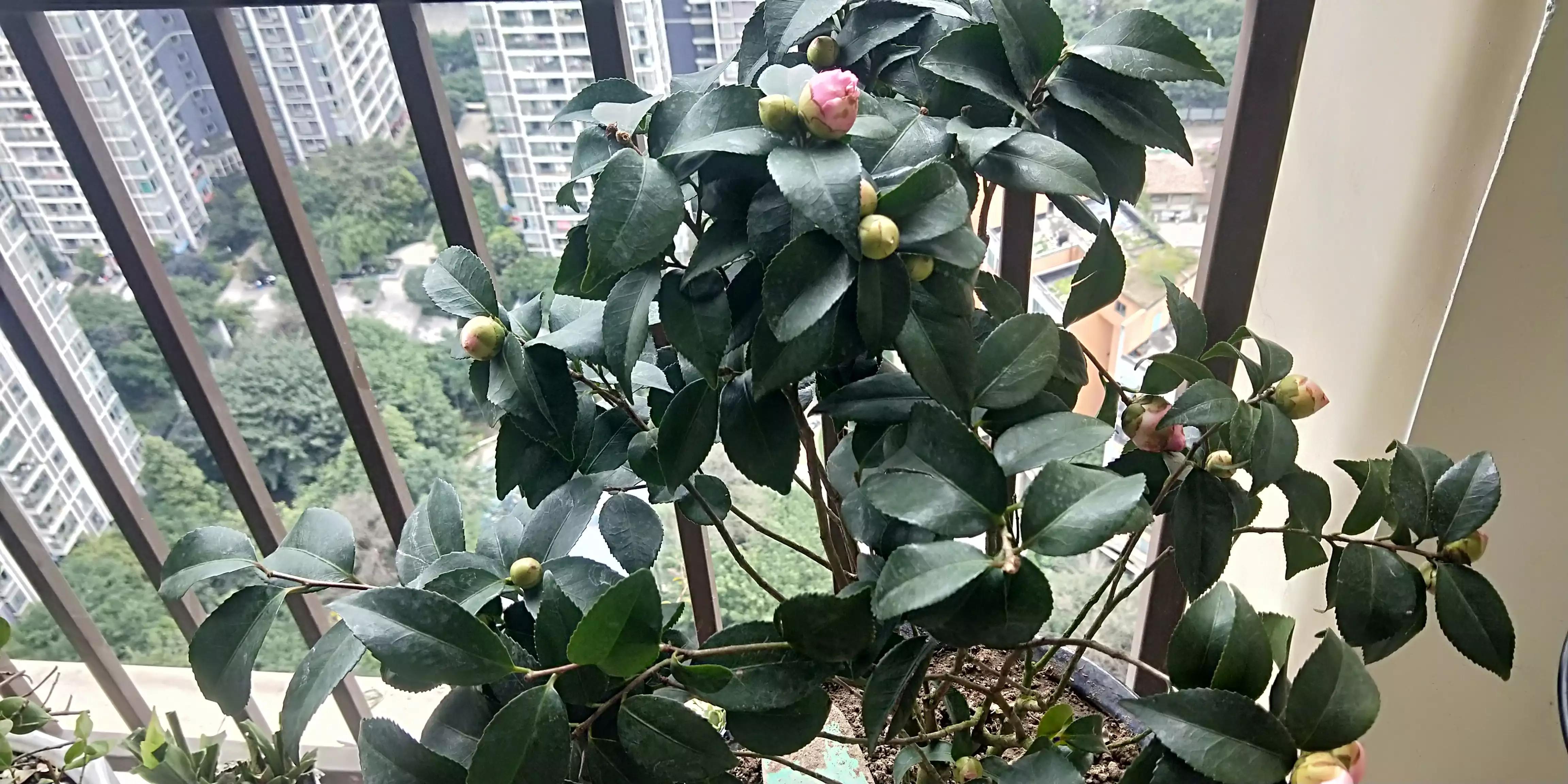 Praise also please chime in - iNEWS