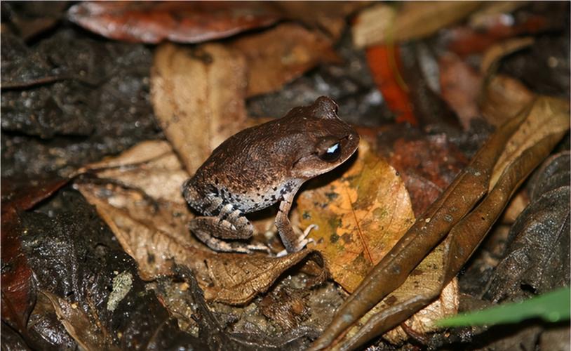 The Chernobyl tree frog has "mutated" and its skin color is completely ...