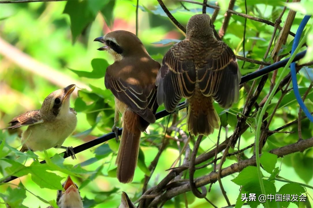 "Animal Atlas""Butcher Bird" Shrike - iNEWS