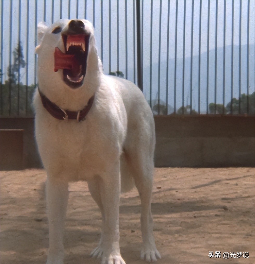 "White Dog" is a "dual-theme" sadistic "horror film", which is still a ...
