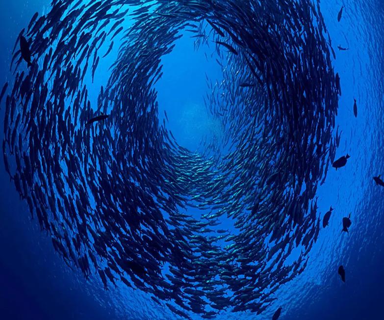 The magic code of fish schools: why do they swim in circles? - iNEWS