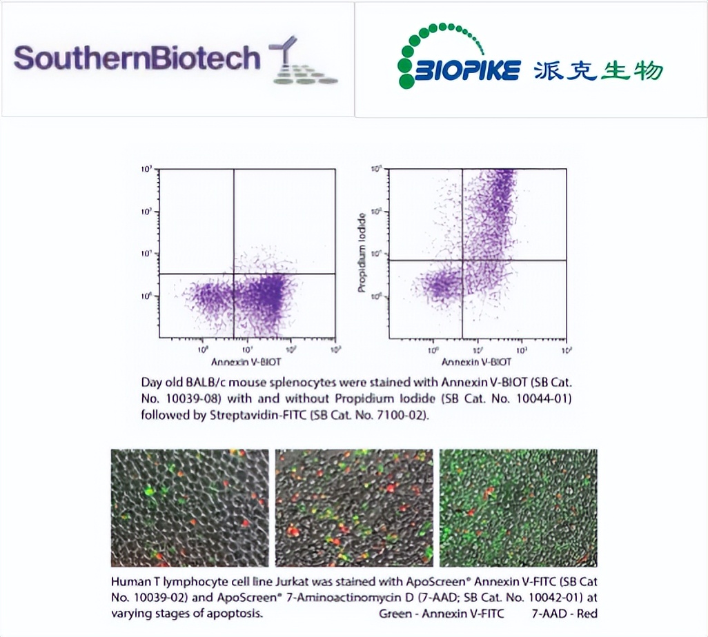 SouthernBiotech Parker Bio ApoScreen Annexin V Instructions - iNEWS