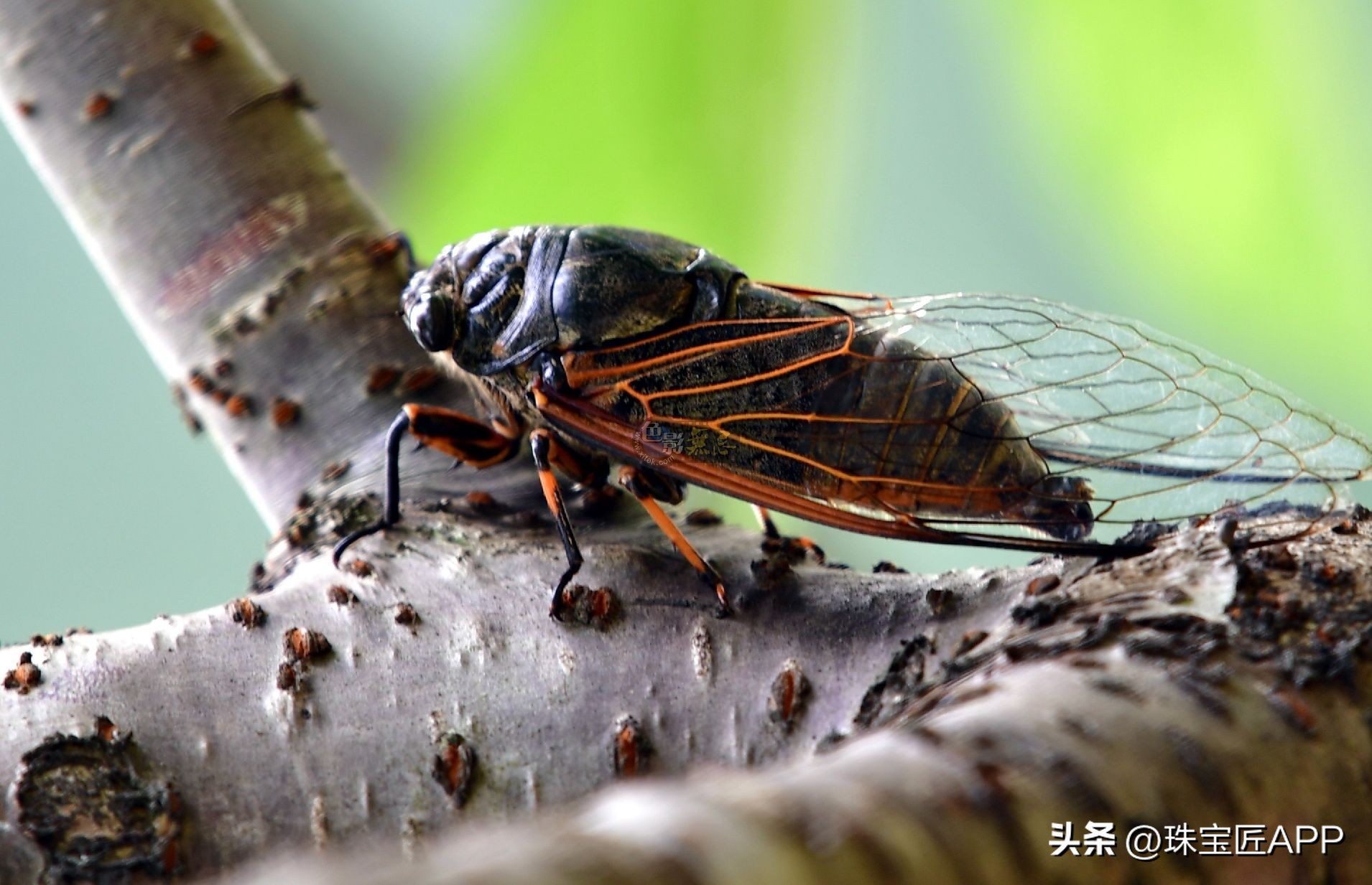To live as admiration, to die as a gift? Talk about China's 5,000-year jade cicada culture! - iNEWS