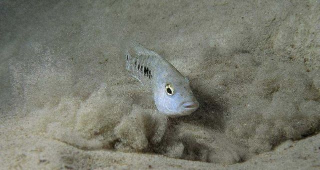 Desert fish, isolated from the world for 50,000 years, can only survive ...