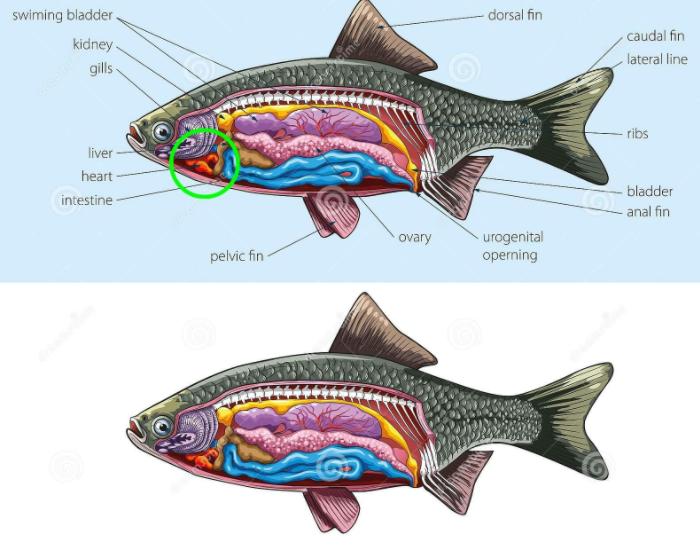 Too cruel! A "bodyless fish" swims wildly on the bottom of the sea, who ...