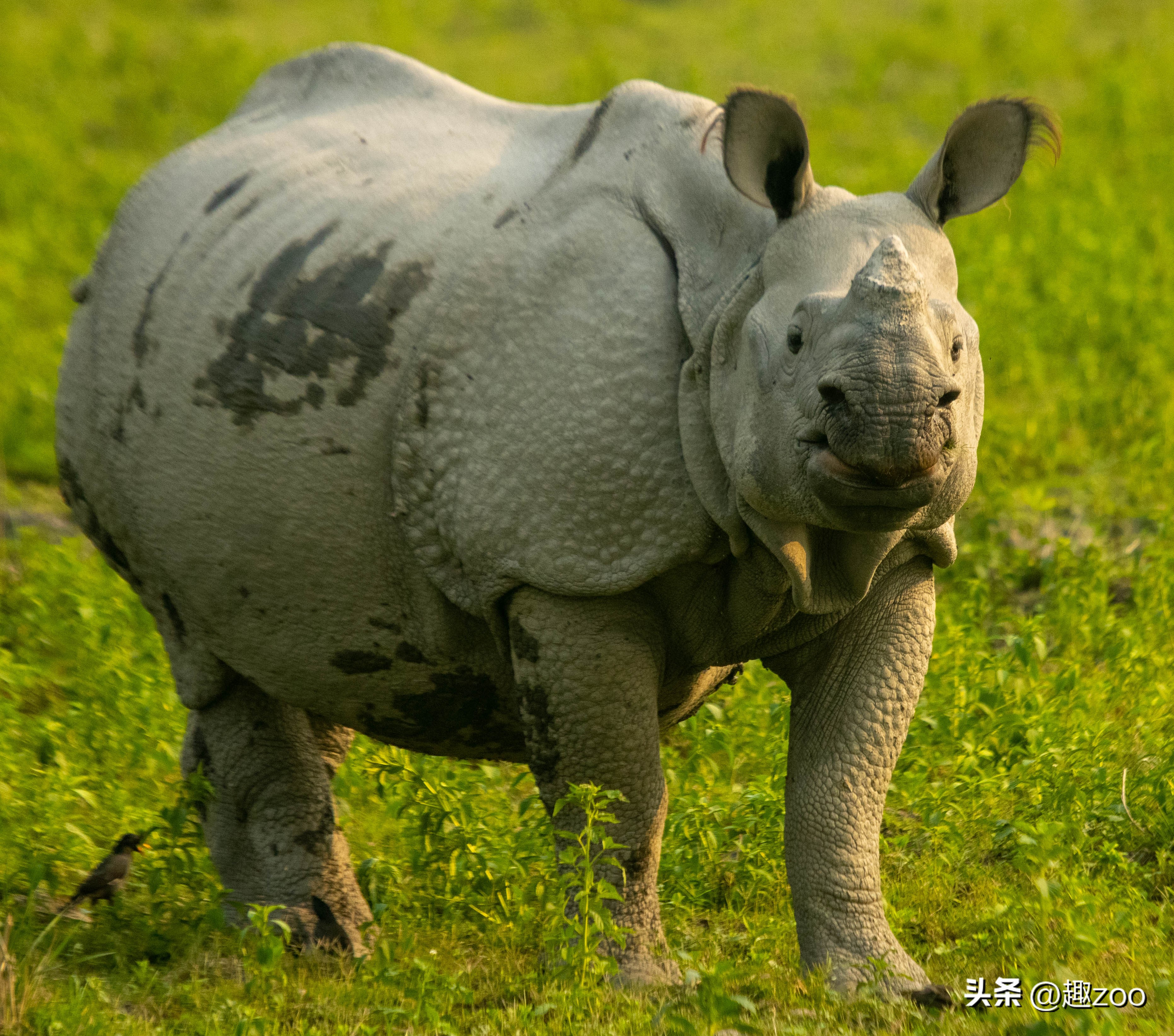 How many of the world's ten famous national treasure animals do you ...