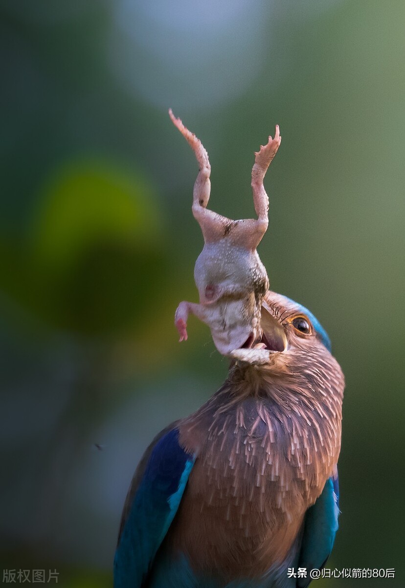 colorful birds prey on frogs - iNEWS