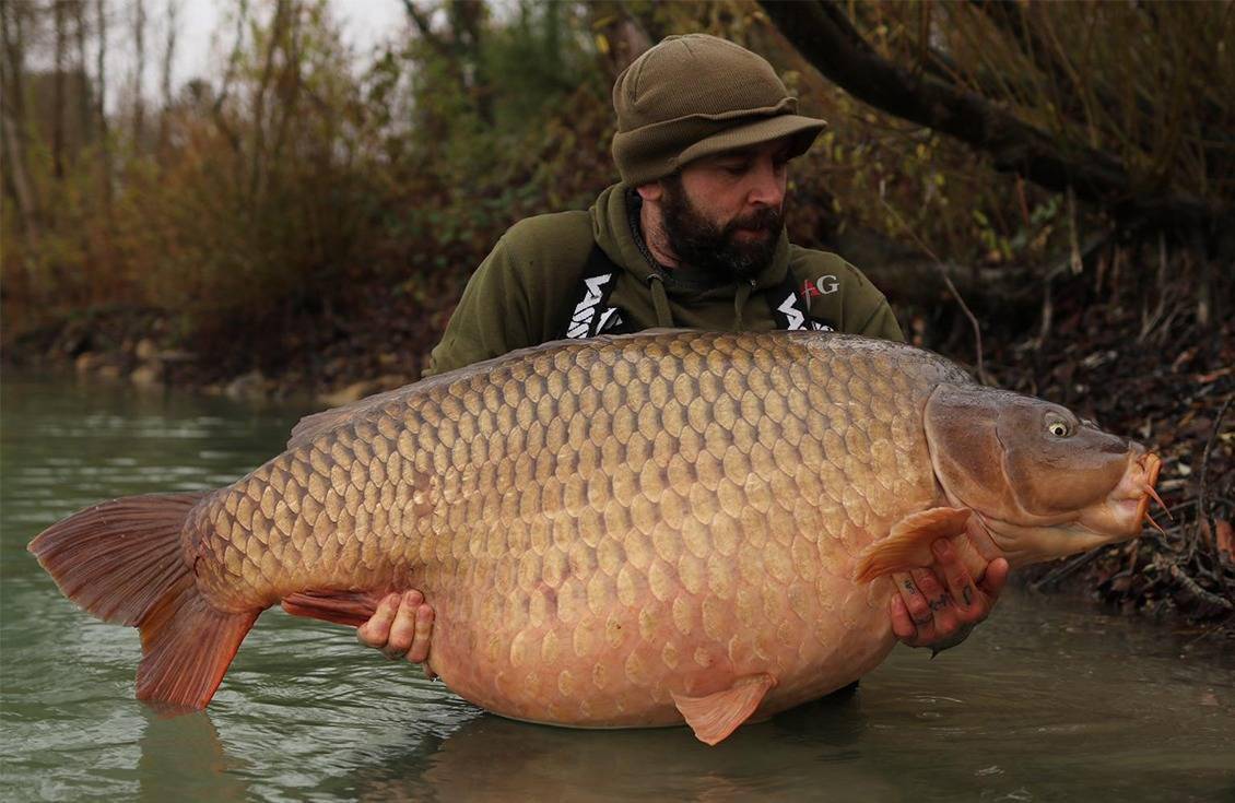 Are Asian carp flooding the US? No one dares to eat a few tens of ...
