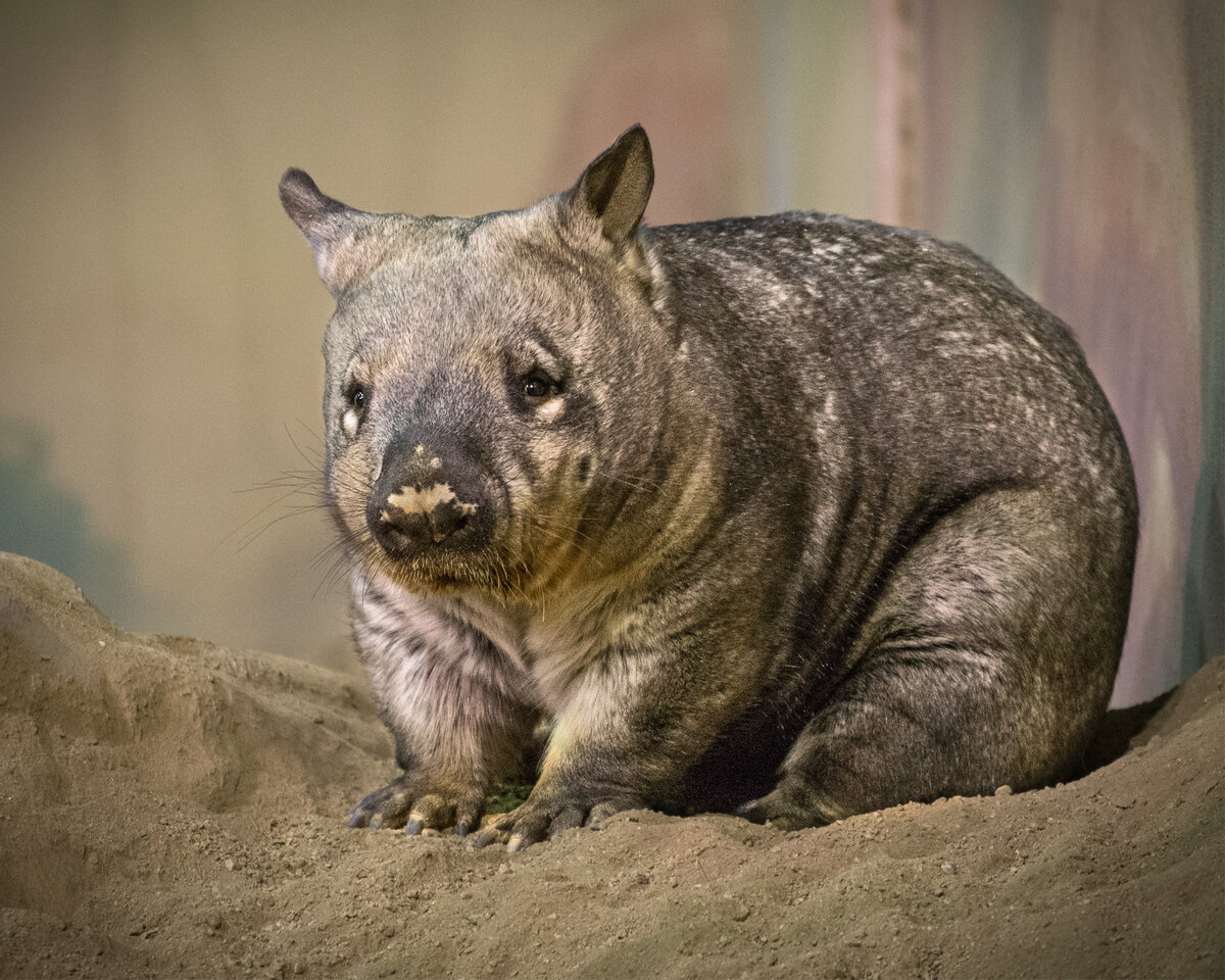 Rare animals born once in a thousand years - iNEWS