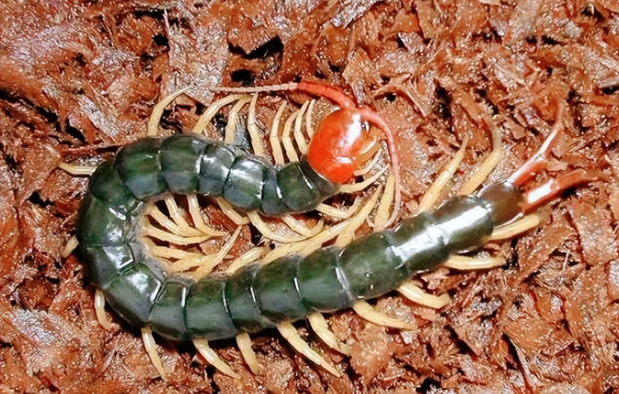 As one of the five poisons, centipede is poisonous to death. Why can't ...