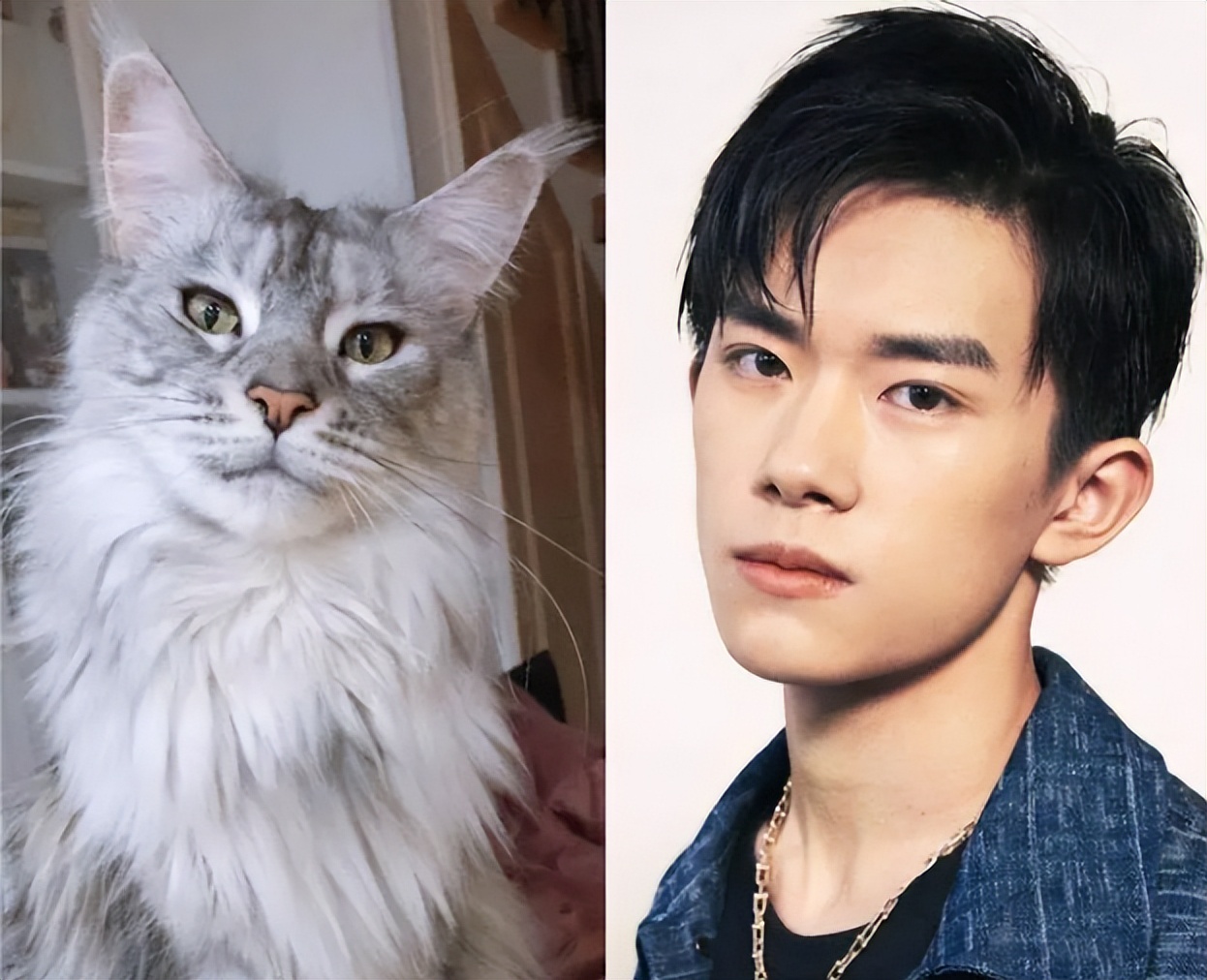 Inventory of the cats raised by celebrities, Lu Yi's family is the most ...