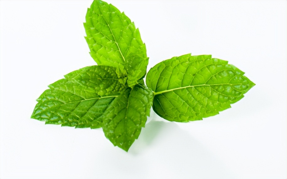 Oahu Peppermint: A Refreshing Treasure of Hawaii - iMedia
