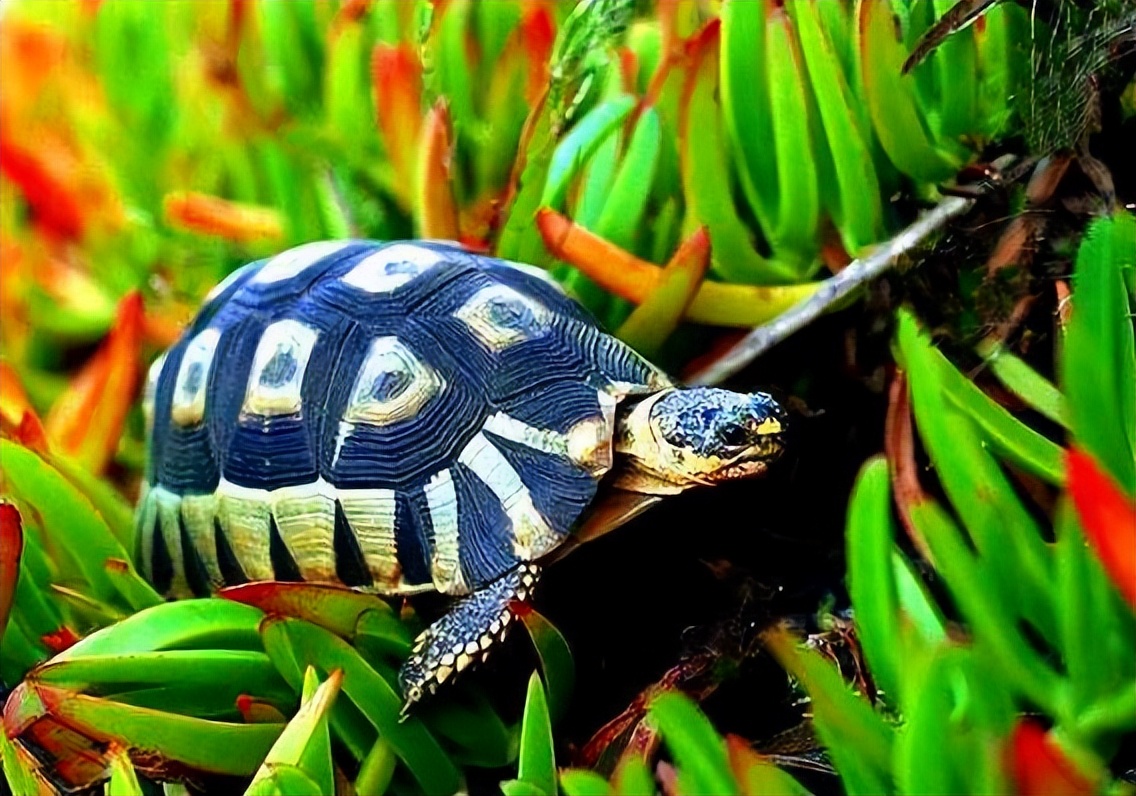 How to deal with tortoise stress?How to reduce turtle stress?Detailed ...