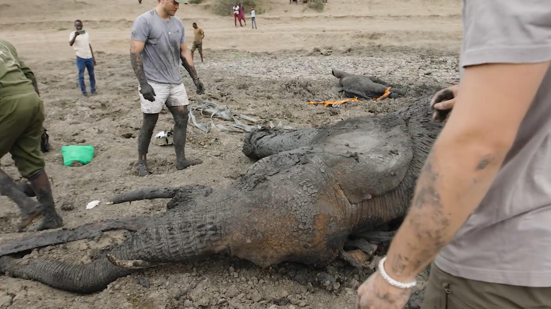 The elephant fell into the quagmire, the baby elephant accompanies its ...