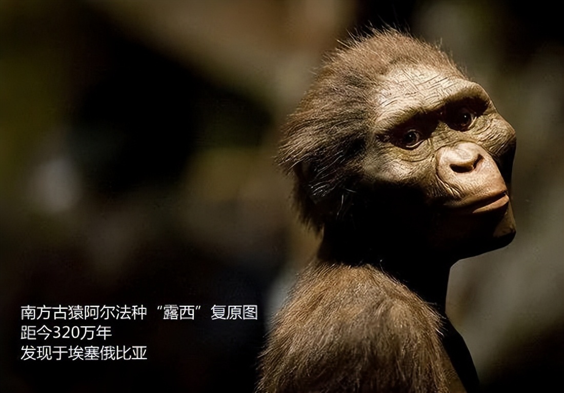 Primates, the origin of human beings; Shanxi Paleolithic Age - the ...