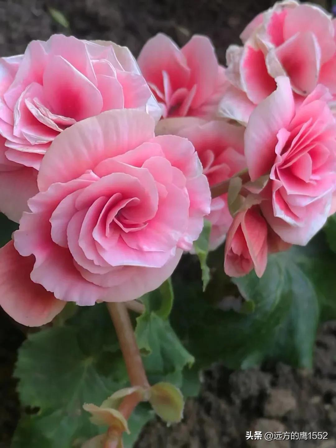 Beautiful Four Seasons Begonias and Colorful Rieger Begonias - iNEWS