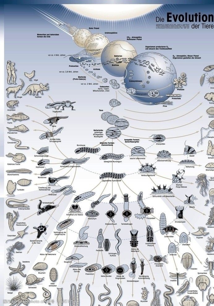 Evolution is the sum of the experience accumulated by the survival of ...