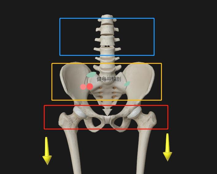 How to correct stubby legs?The difference between "false hip width" and ...