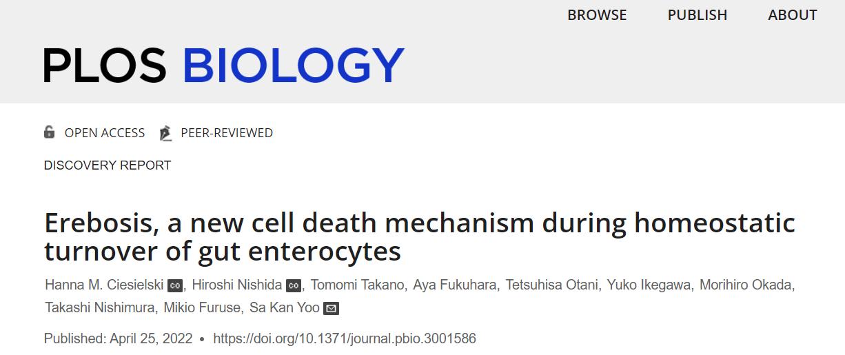 New discovery: New way of cell death revealed - iNEWS