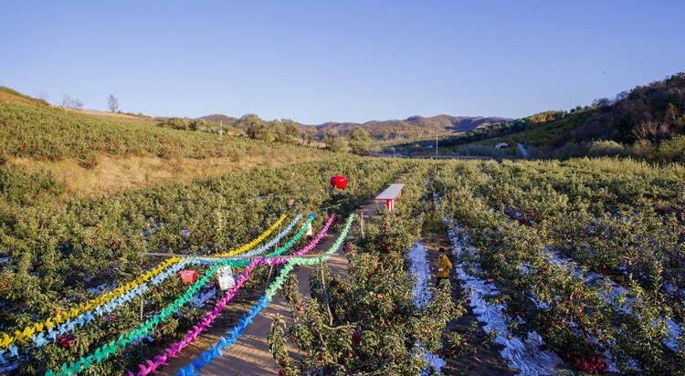 There is a "Flower and Fruit Mountain" in Banshi Town, Hunchun City ...