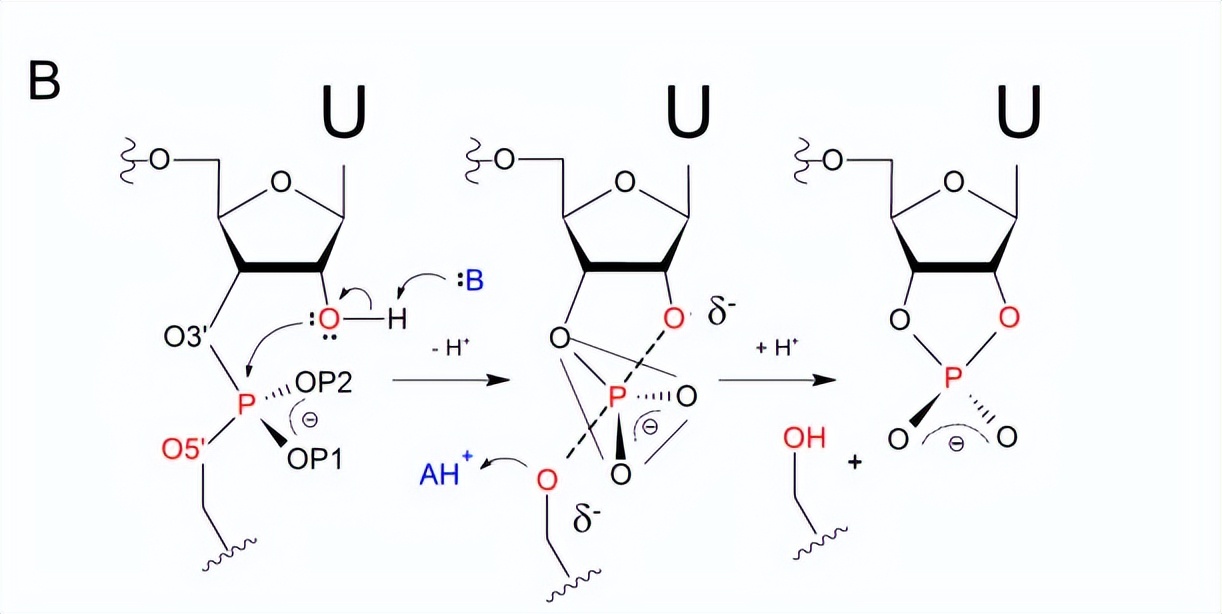 Biochemical and Structural Studies on Ribose 2'O-Methylation of SARS ...