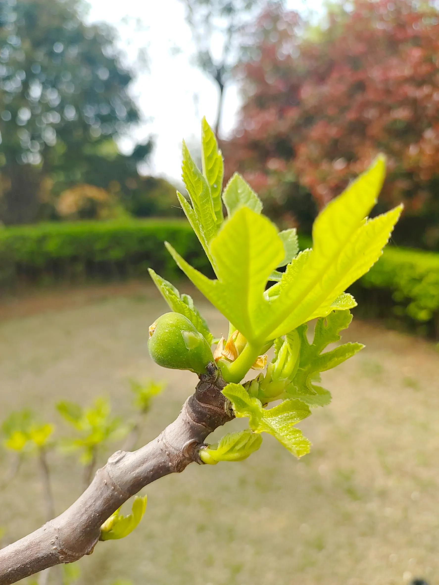 Figs, leaves and fruits, flowers in the fruit, leaves on the branches ...
