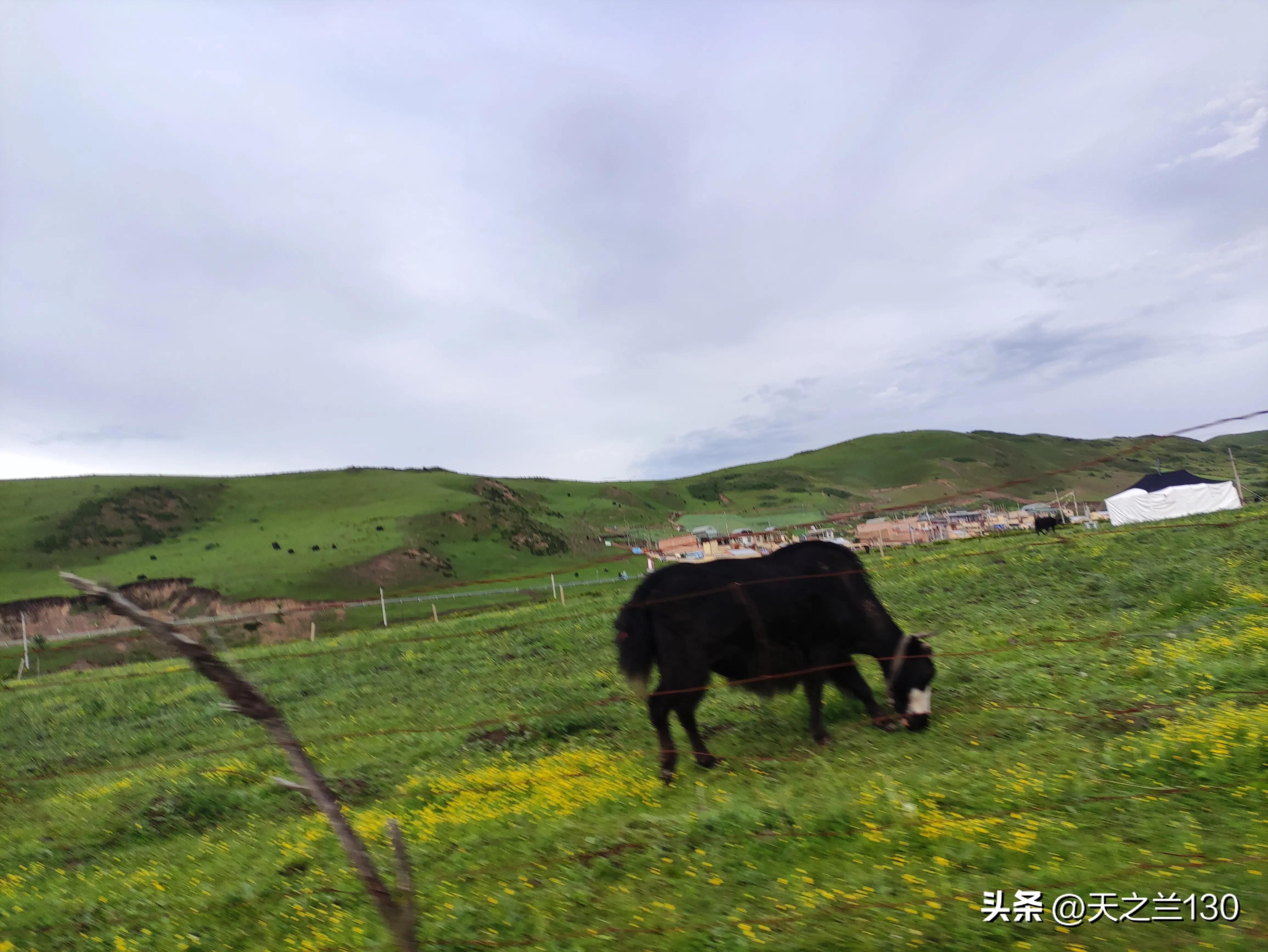 On the third day of Gannan and Jiuzhaigou self-driving tour, from Xiahe ...