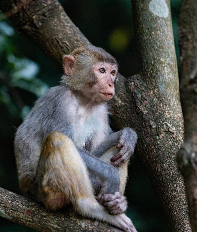 Monkey people will have good luck in mid-July. - iNEWS